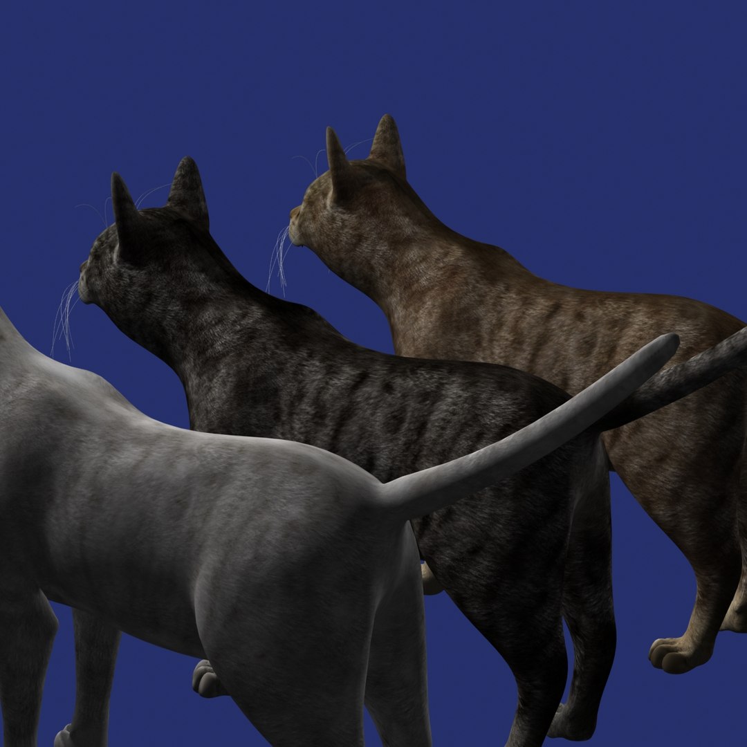 max rigged cat