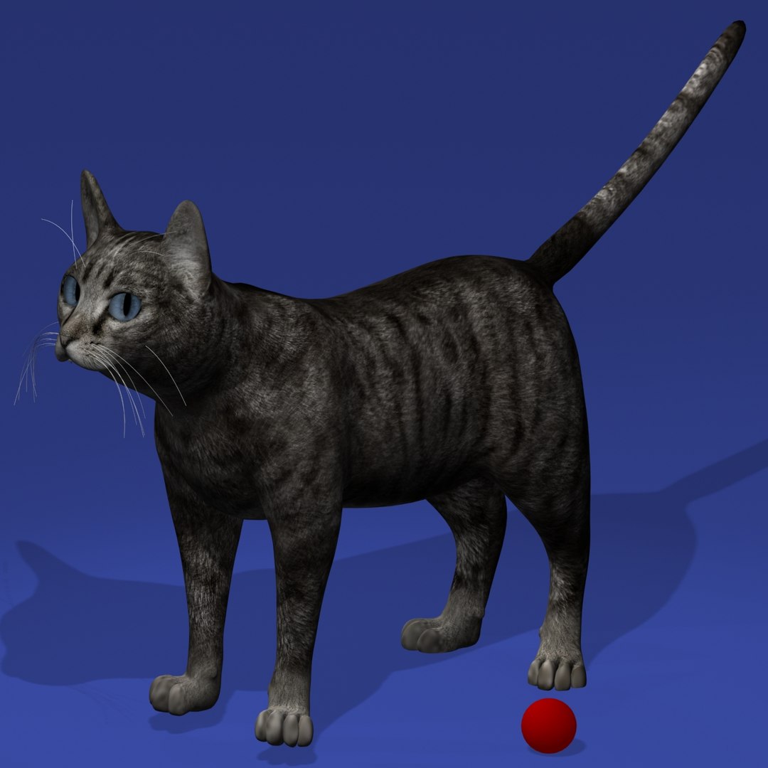 max rigged cat