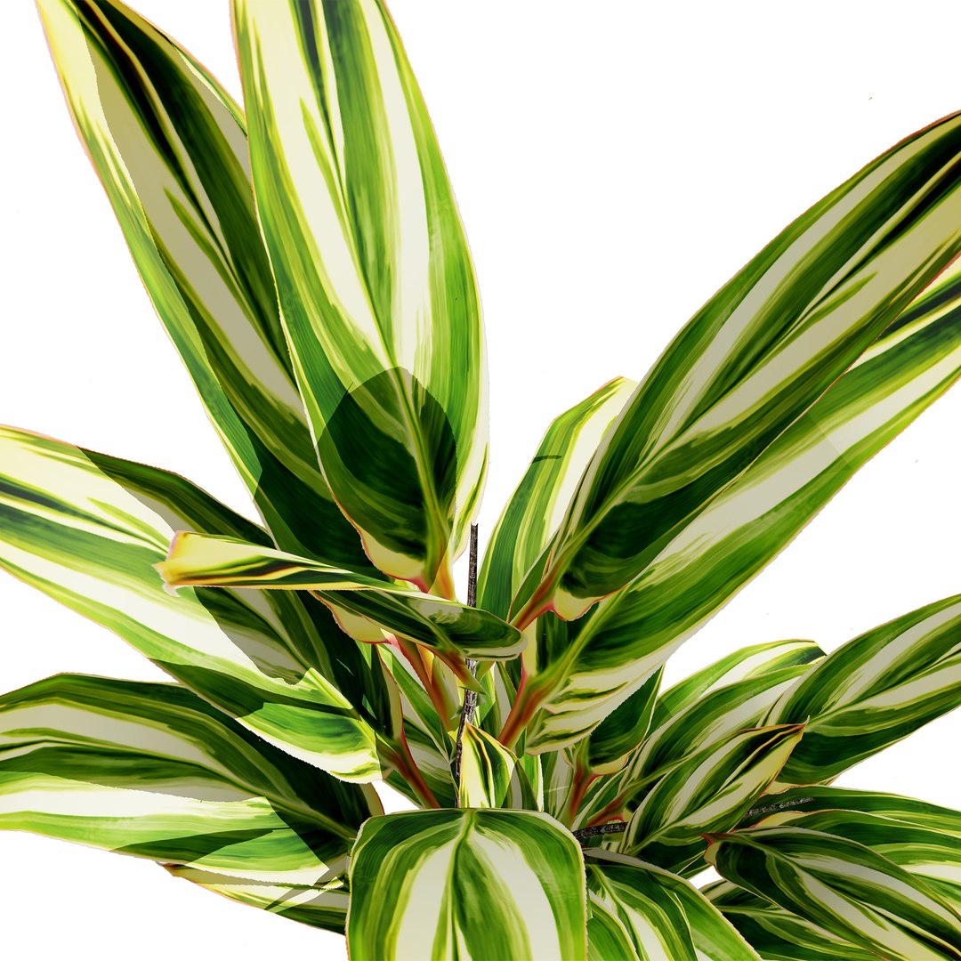 3D Model Broadleaf Evergreen Shrub 3D Asset - TurboSquid 2270749