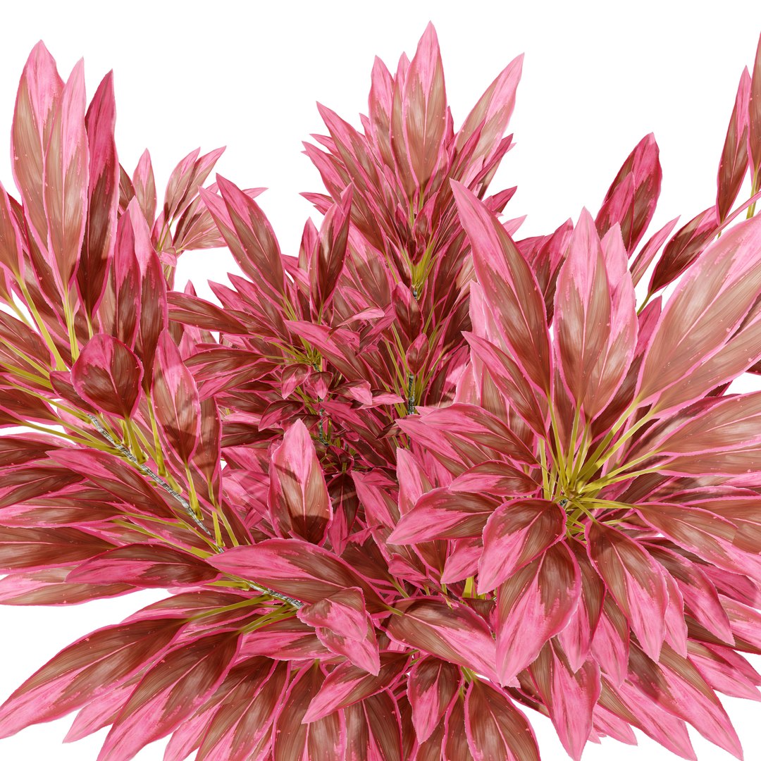 3D Model Broadleaf Evergreen Shrub 3D Asset - TurboSquid 2270749