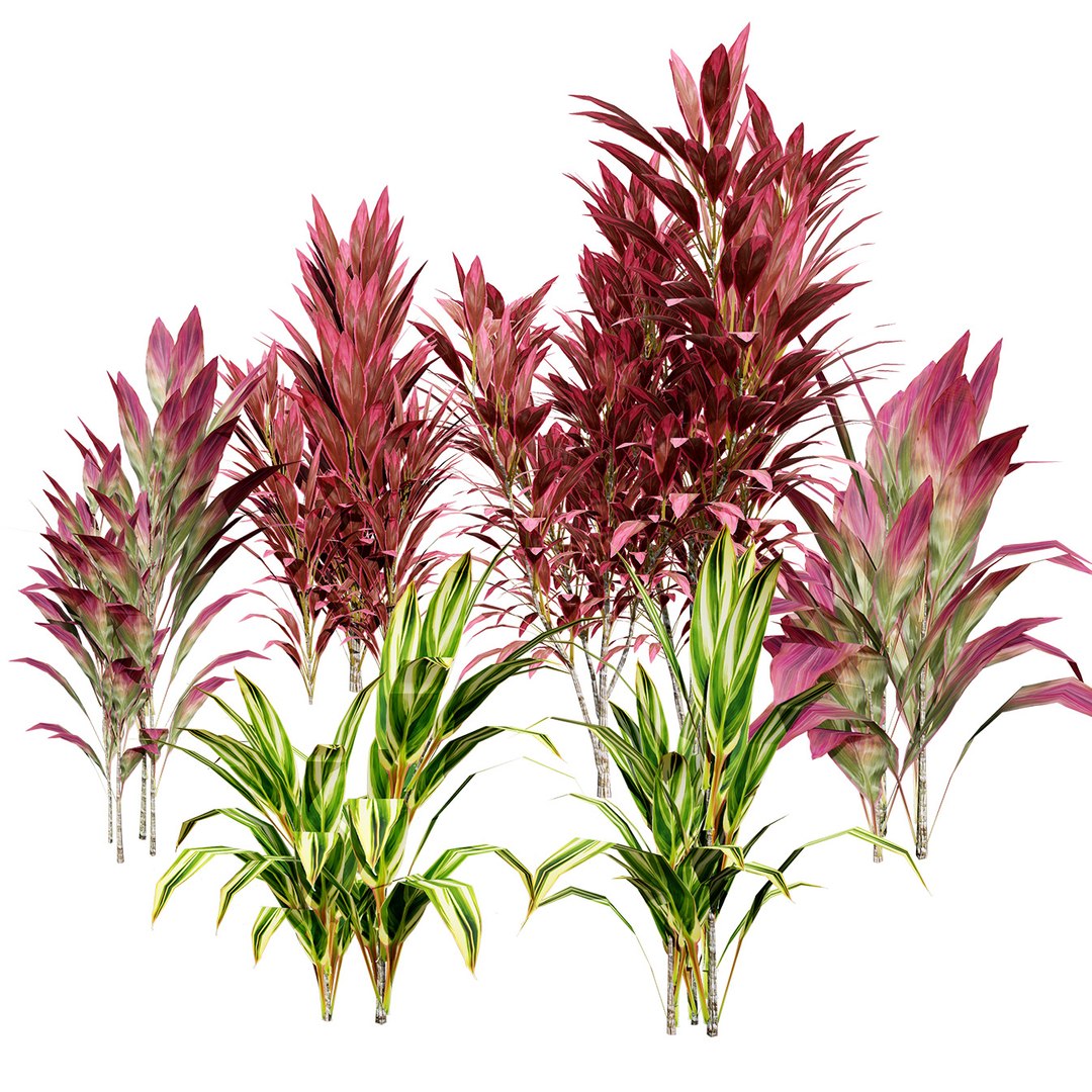 3D Model Broadleaf Evergreen Shrub 3D Asset - TurboSquid 2270749