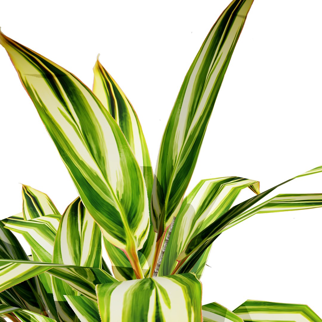 3D Model Broadleaf Evergreen Shrub 3D Asset - TurboSquid 2270749