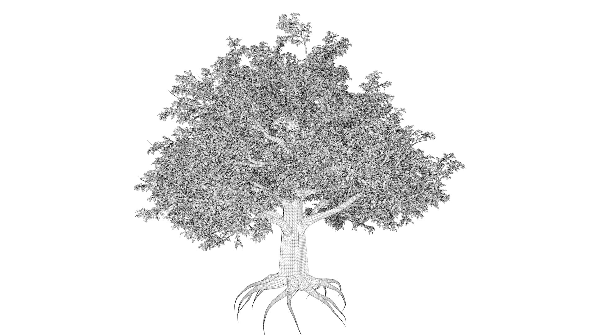 European Beech Tree - 06 - 3D Model - TurboSquid 2375826