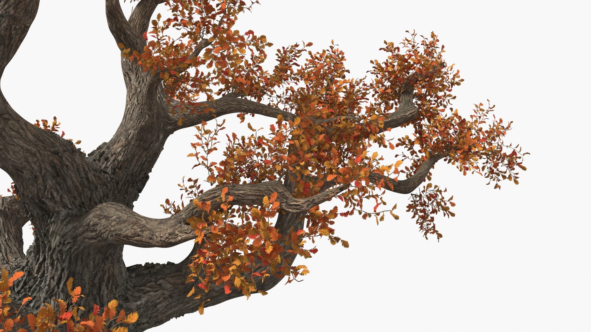 3D Model Autumn Ancient Oak Tree - TurboSquid 2365041