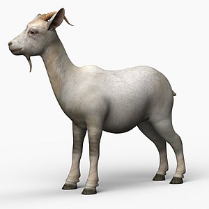 Goat 3D Models for Download | TurboSquid