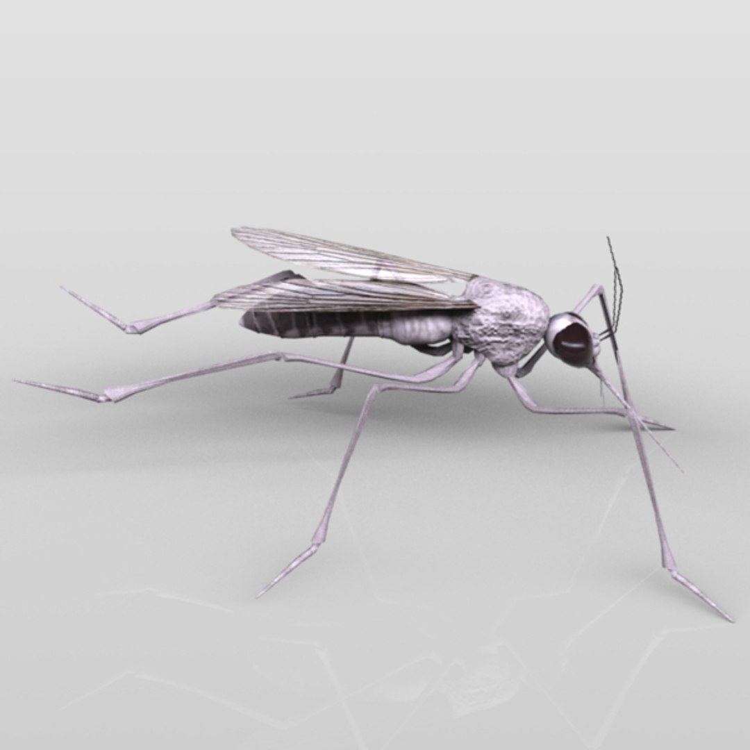 3ds Max Mosquito Insect