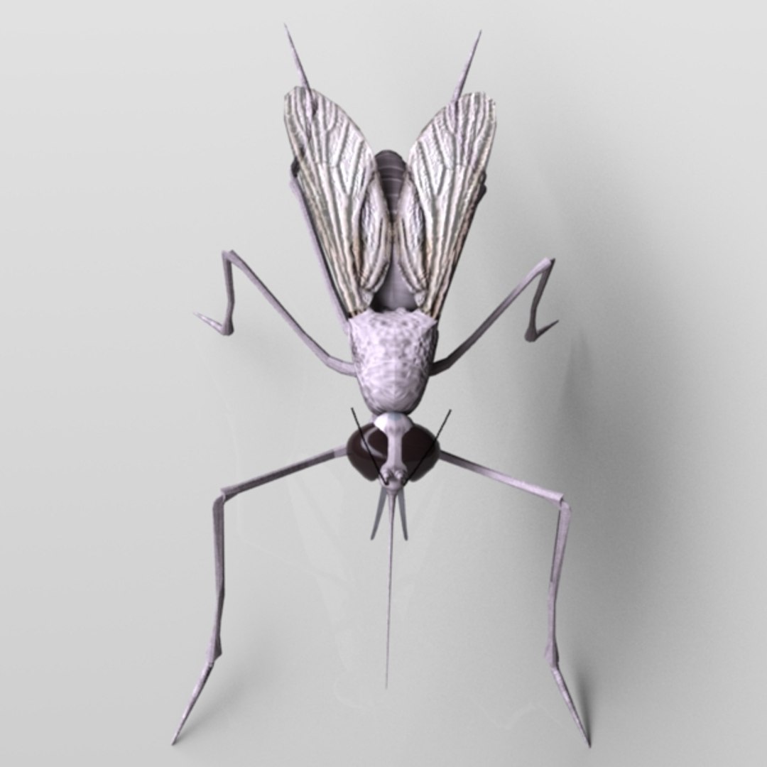 3ds Max Mosquito Insect