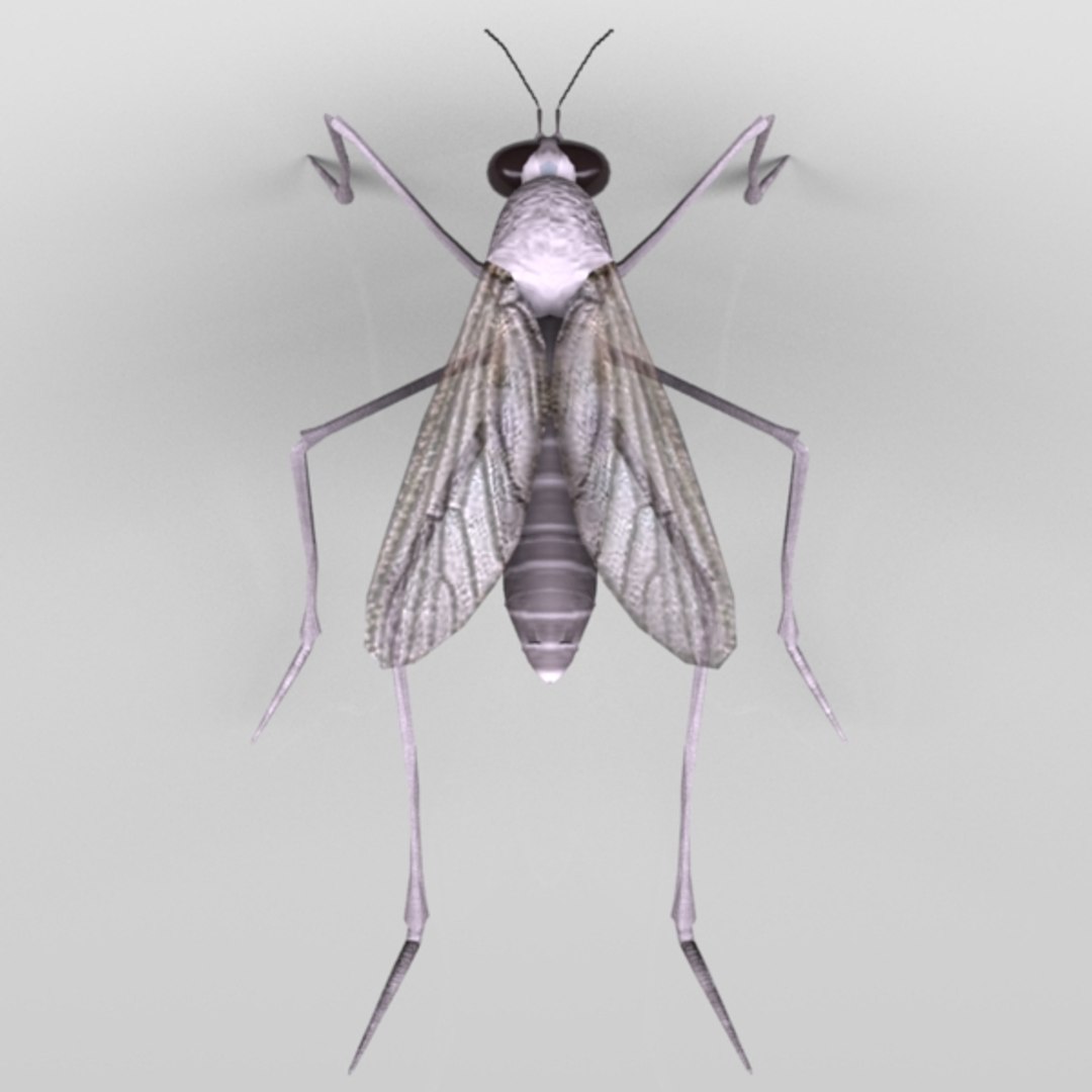 3ds Max Mosquito Insect
