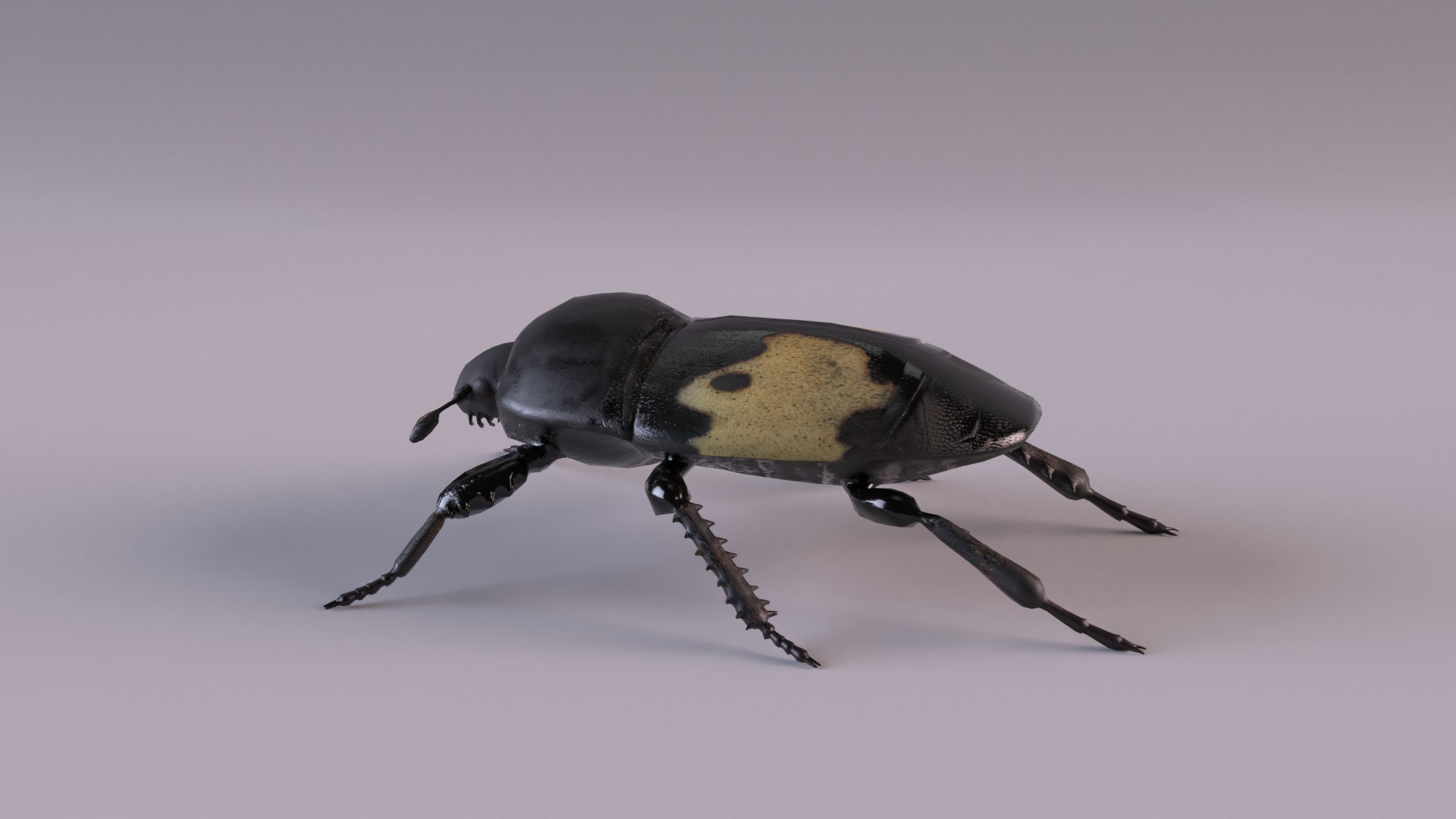 Beetles bundle 3D model - TurboSquid 1714177