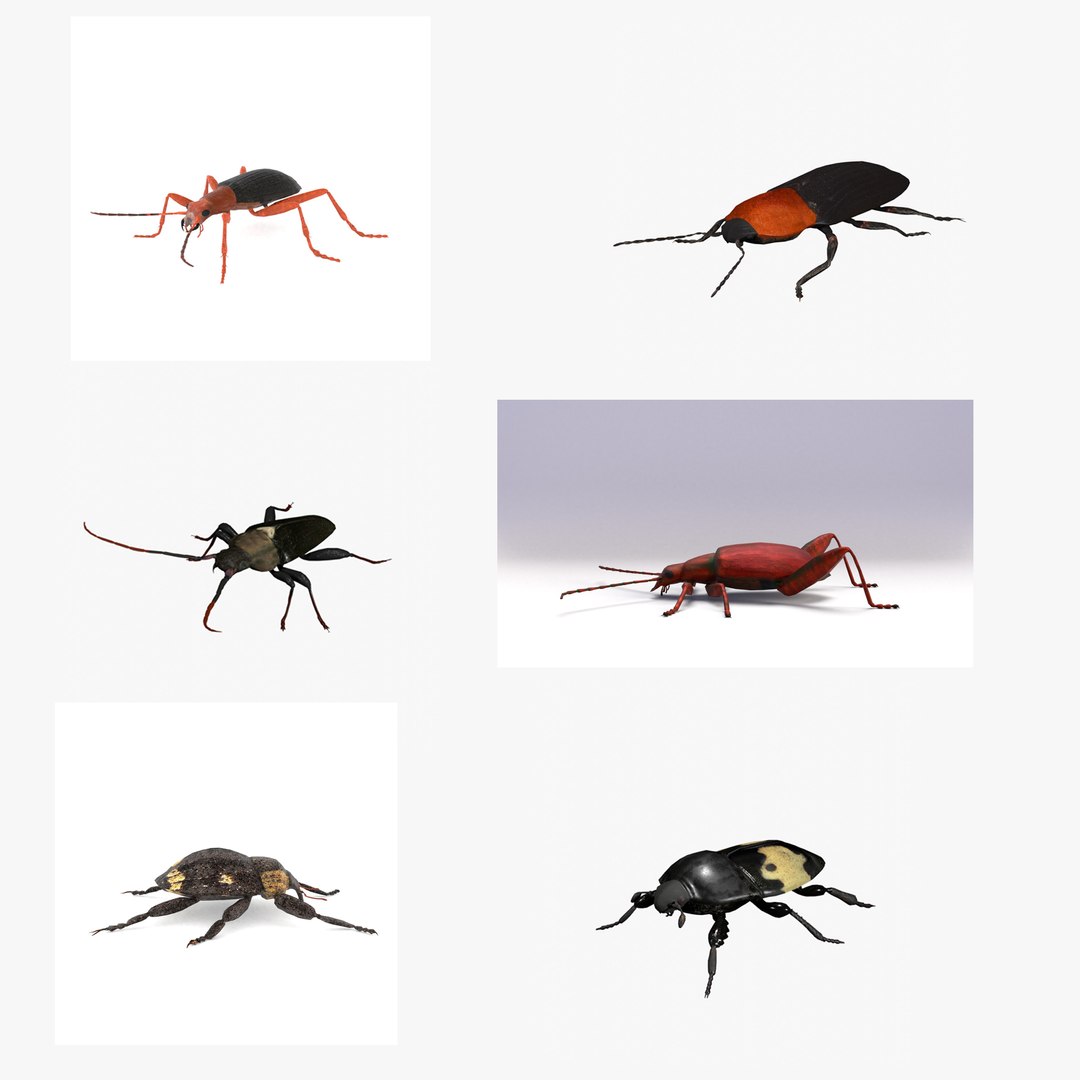 Beetles bundle 3D model - TurboSquid 1714177