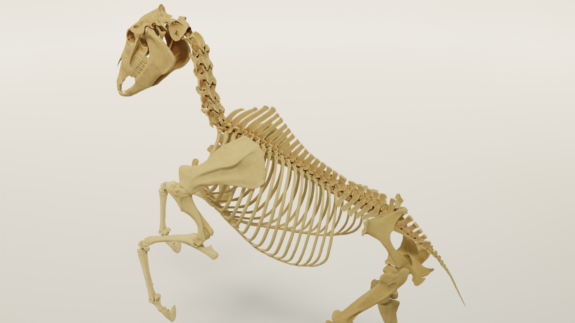 3D Horse Skeleton Accurate Anatomy Model - TurboSquid 2225467