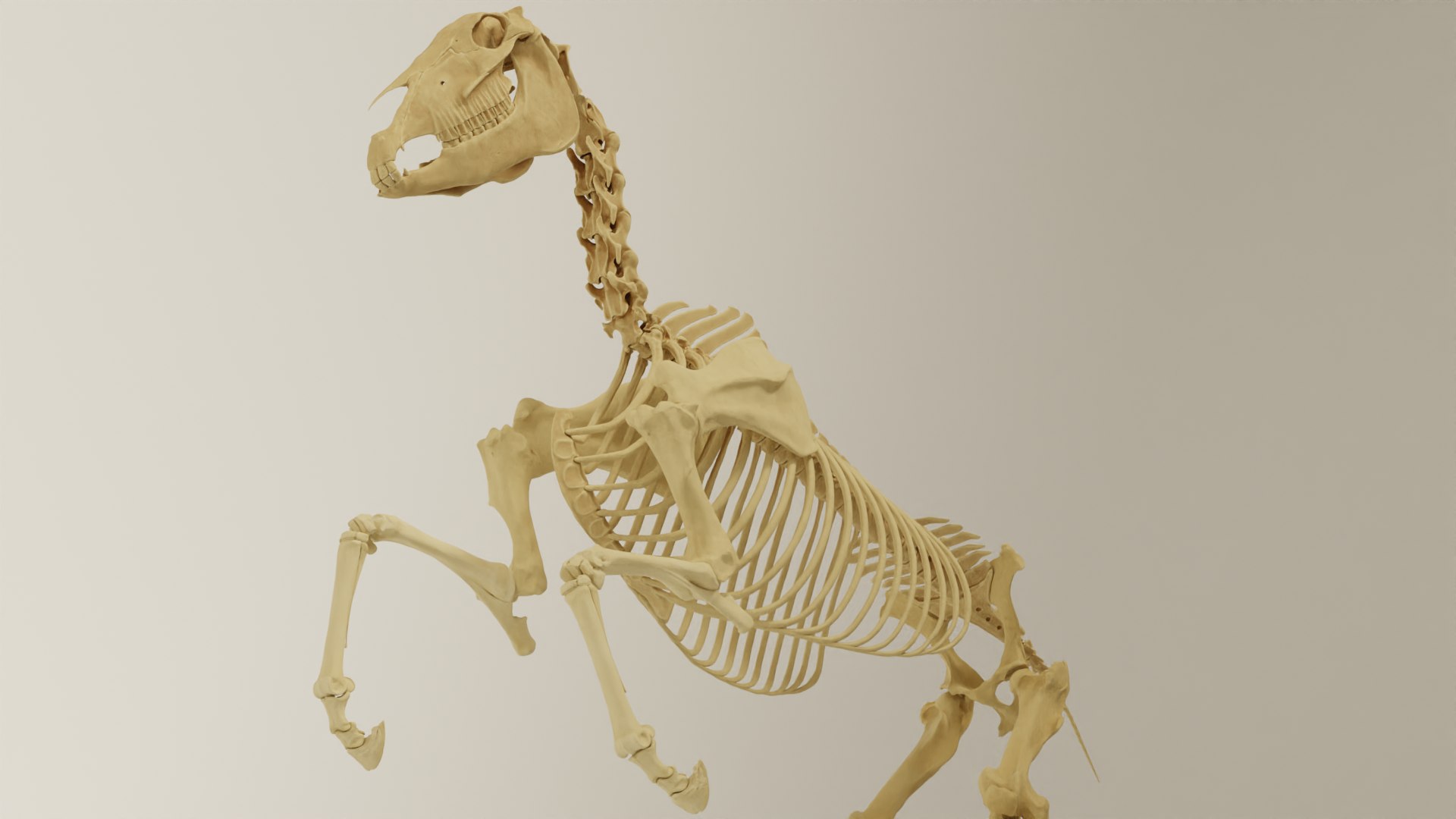 3D Horse Skeleton Accurate Anatomy Model - TurboSquid 2225467