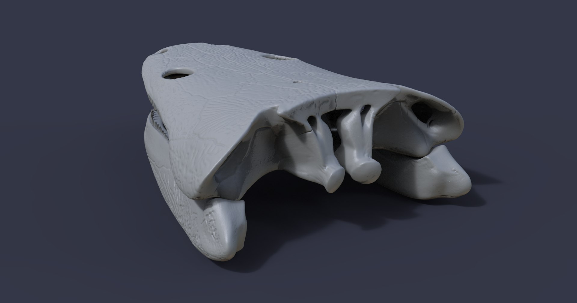 Skull Metoposaurus Diagnosticus 3D Model - TurboSquid 1494804