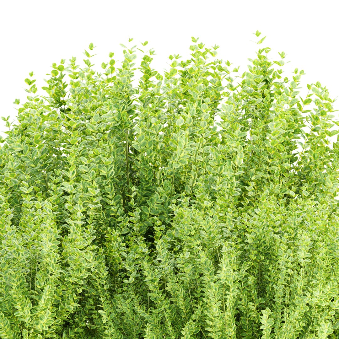 3D Evergreen Spindle Bushes Collection Vol 232 Model - TurboSquid 2120261