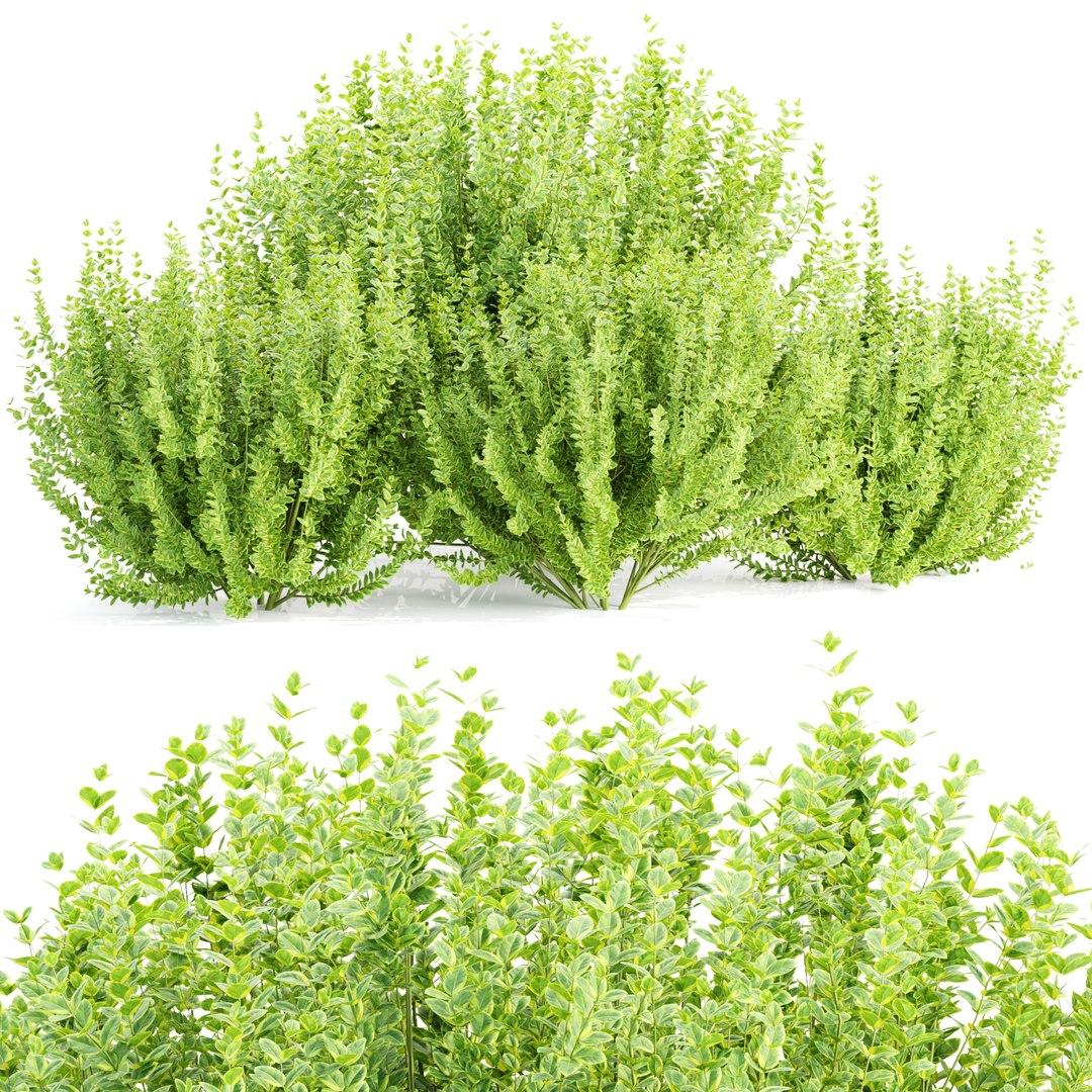 3D Evergreen Spindle Bushes Collection Vol 232 Model - TurboSquid 2120261