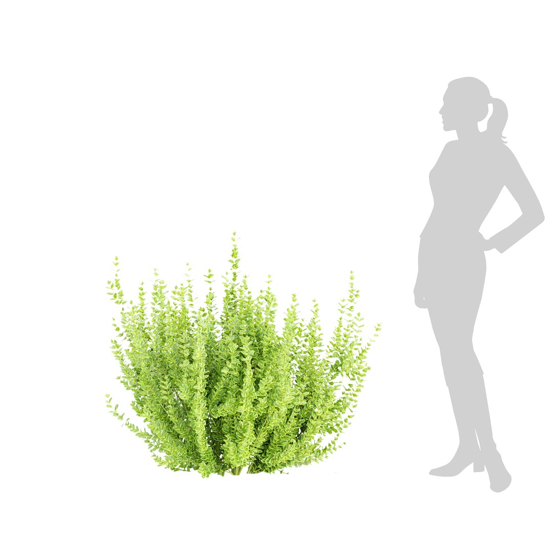 3D Evergreen Spindle Bushes Collection Vol 232 Model - TurboSquid 2120261