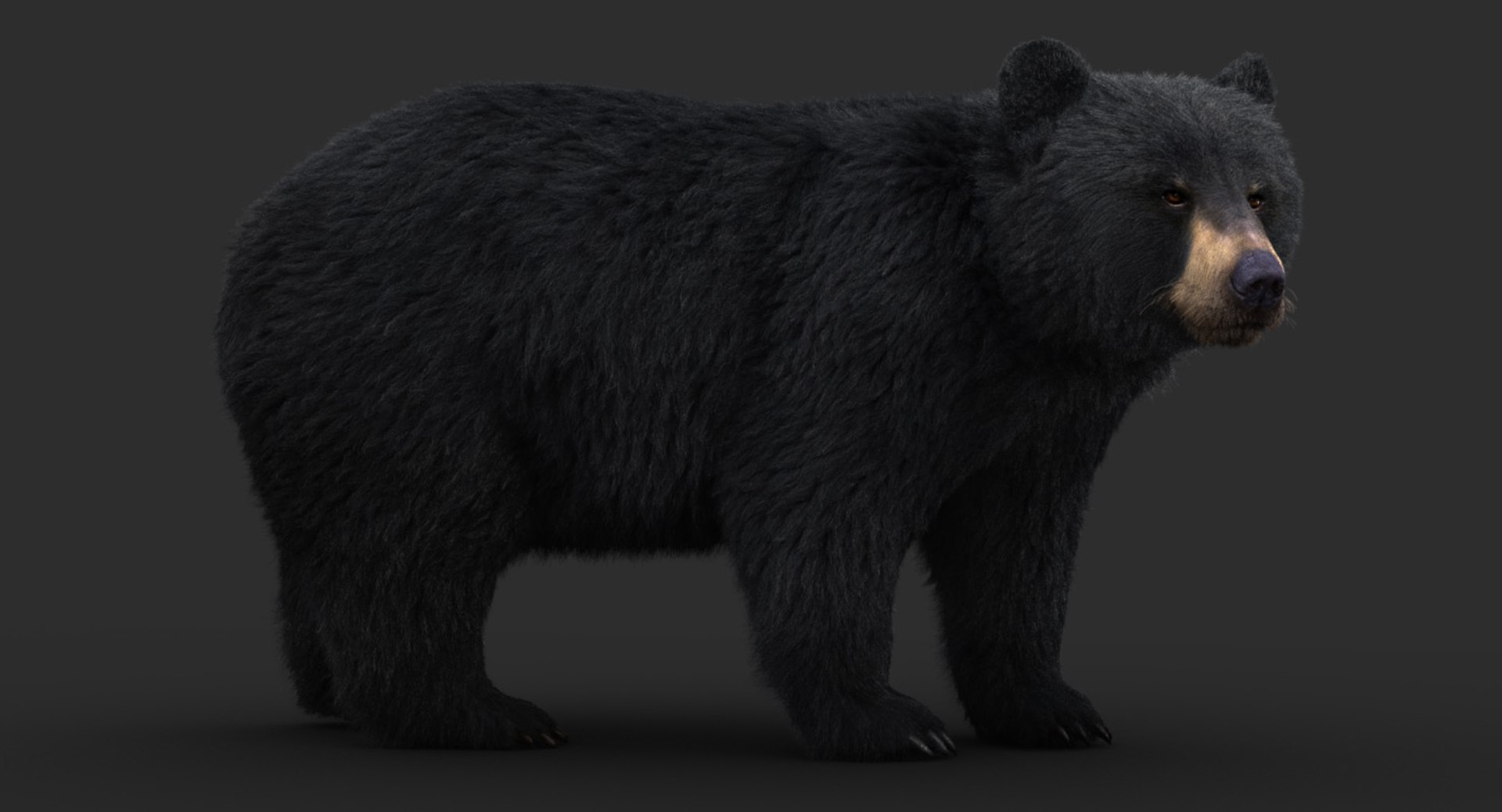 Black Bear Fur 3D Model - TurboSquid 1228612