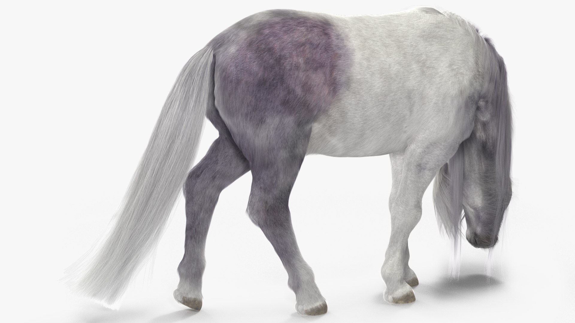 White Pony With Long Mane Fur Rigged 3D Model - TurboSquid 2237077