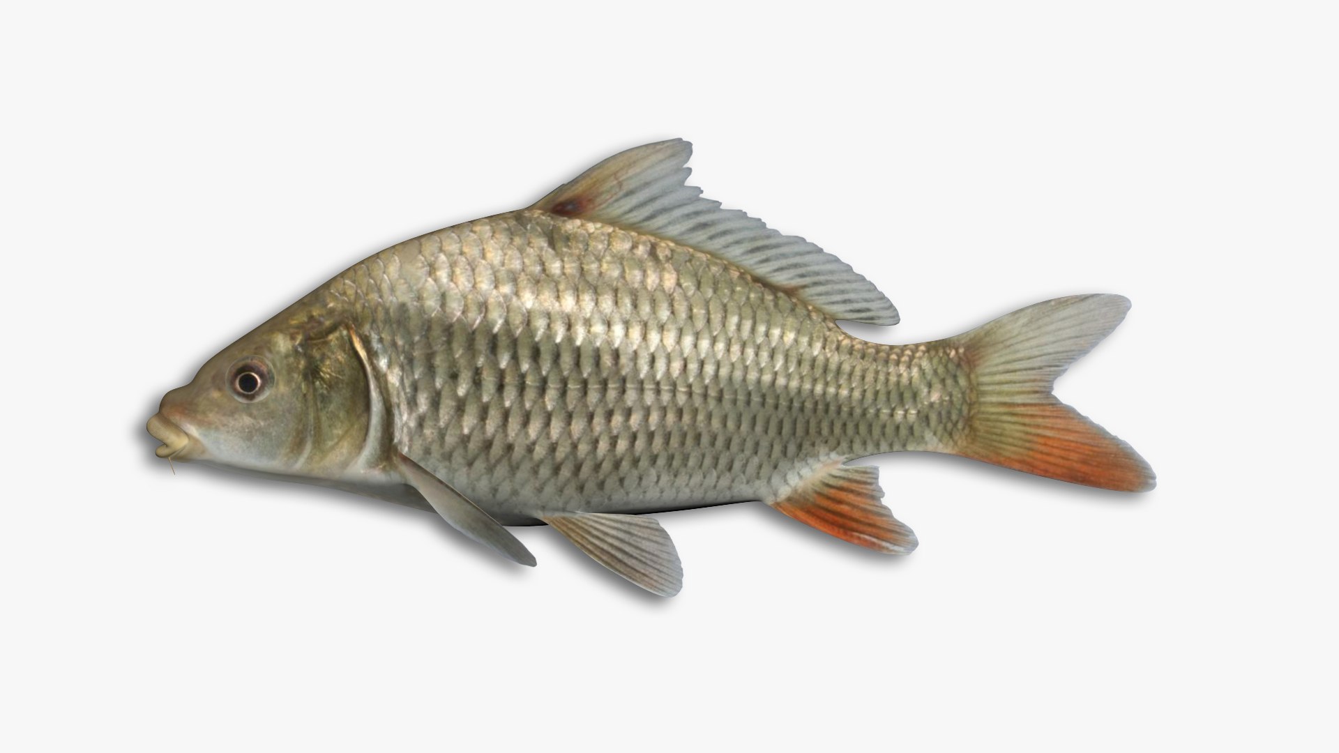 3D Model Carp Collection - TurboSquid 1817209