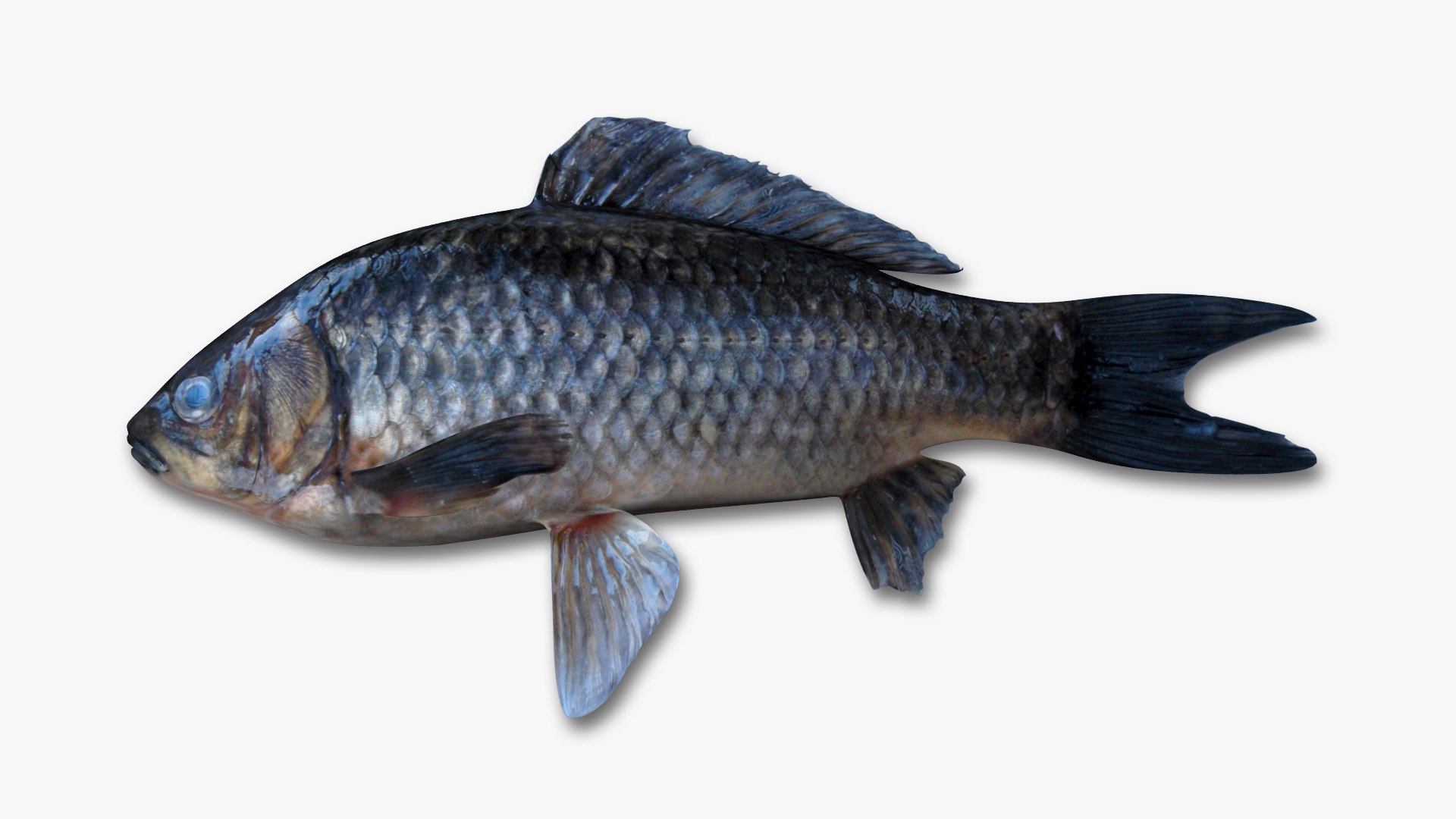 3D Model Carp Collection - TurboSquid 1817209