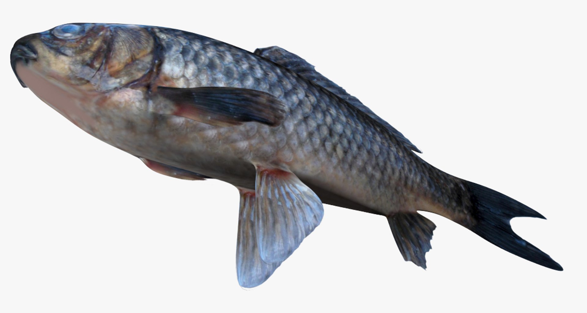 3D Model Carp Collection - TurboSquid 1817209