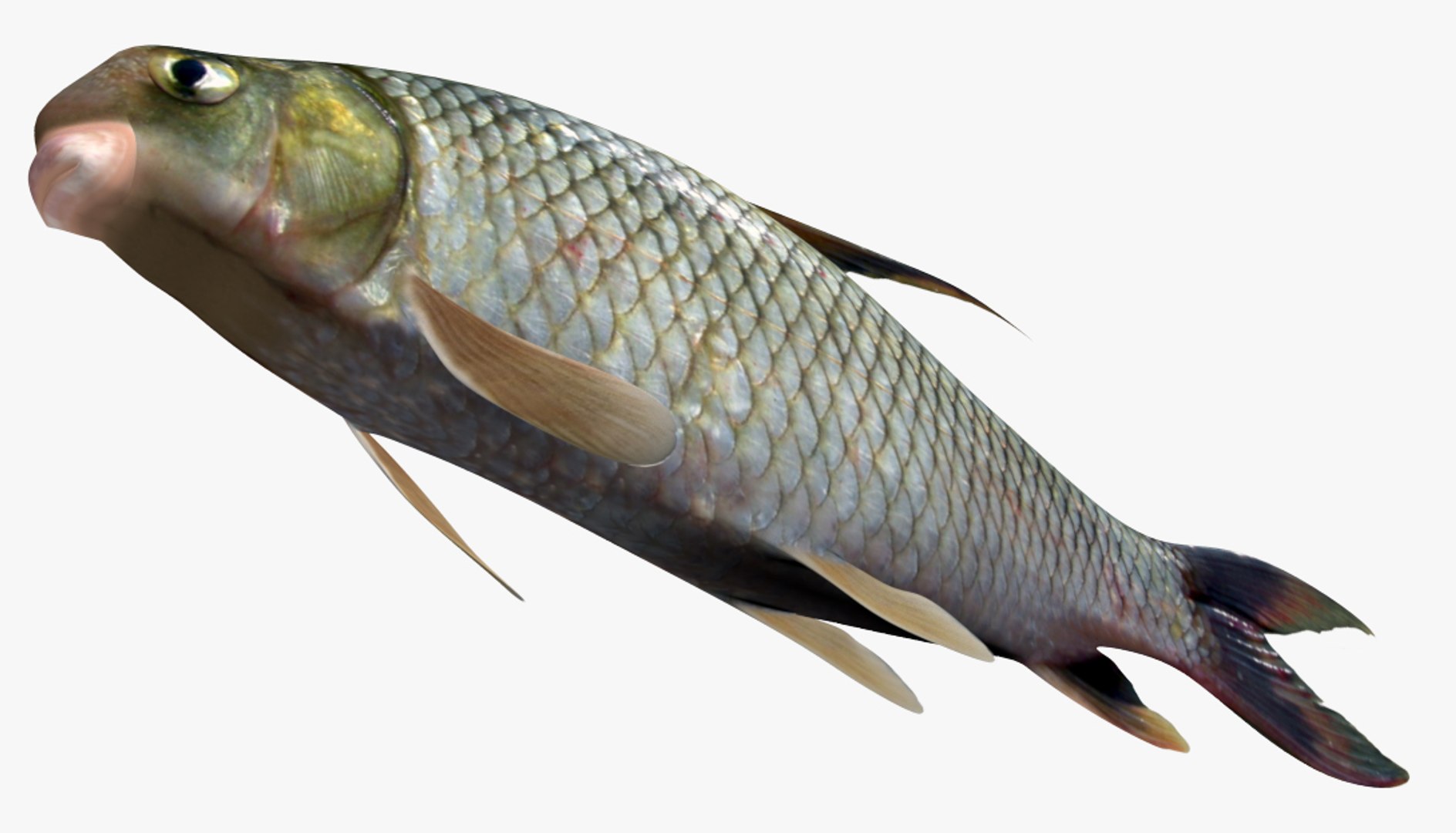 3D Model Carp Collection - TurboSquid 1817209
