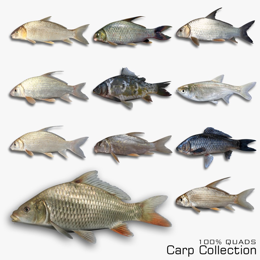 3D Model Carp Collection - TurboSquid 1817209