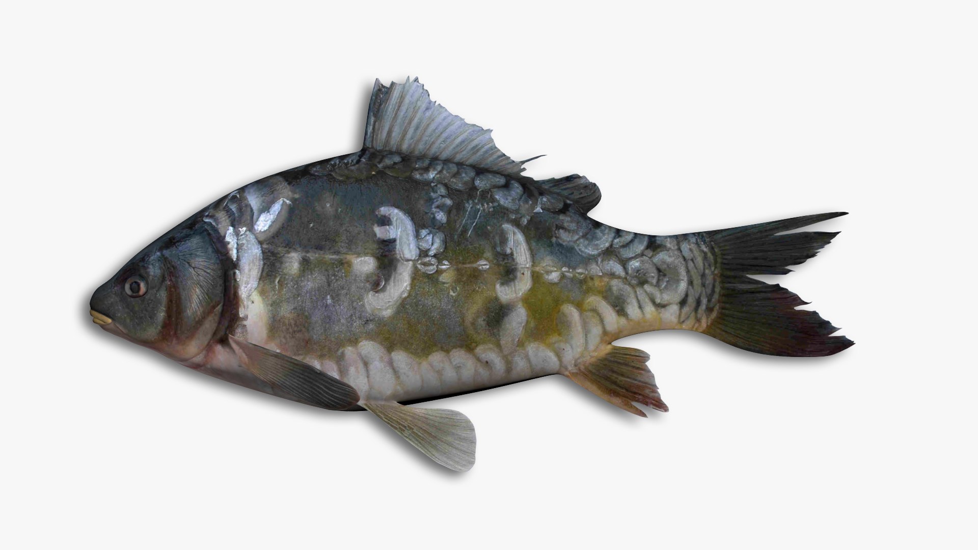 3D Model Carp Collection - TurboSquid 1817209