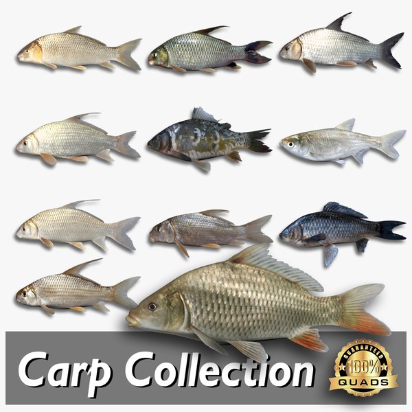 3D model Carp Collection - TurboSquid 1817209