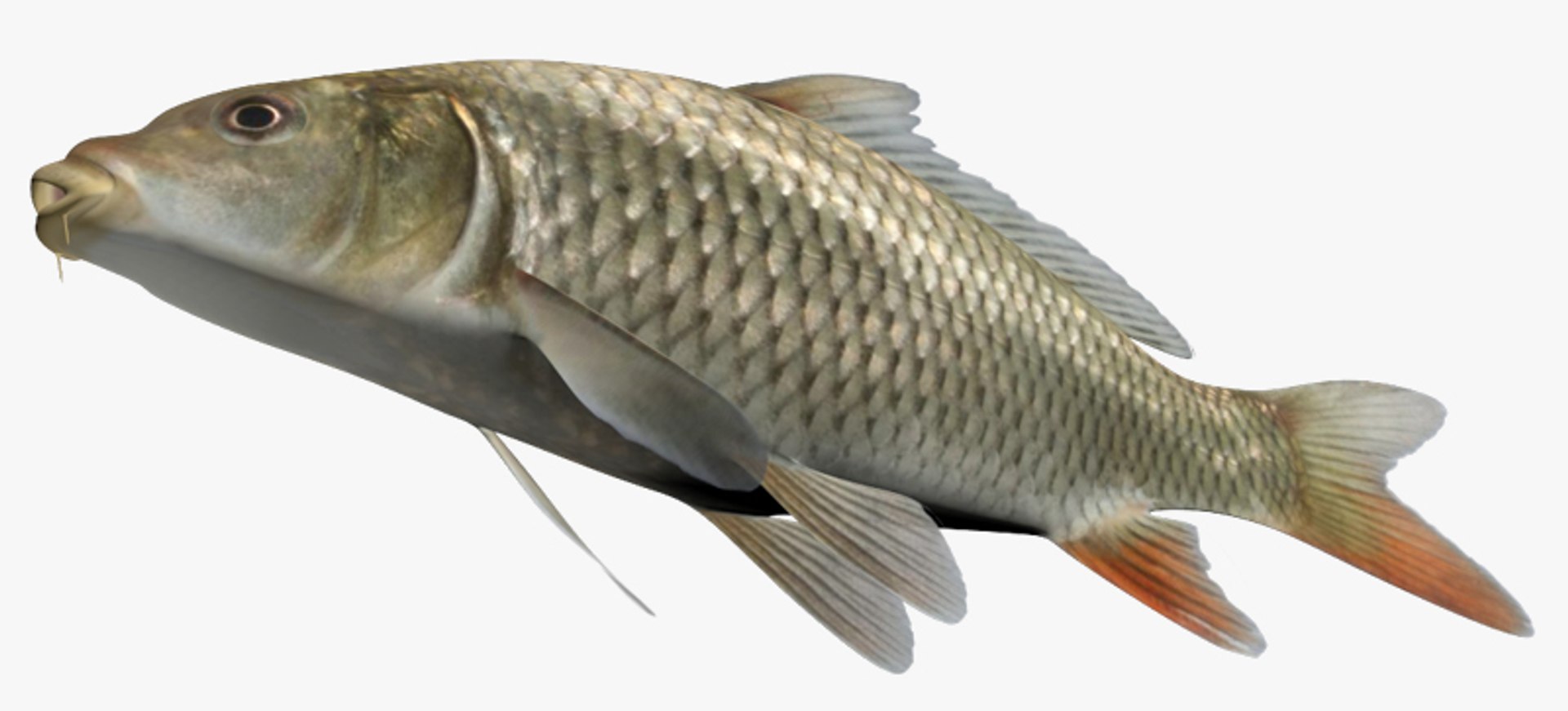 3D Model Carp Collection - TurboSquid 1817209