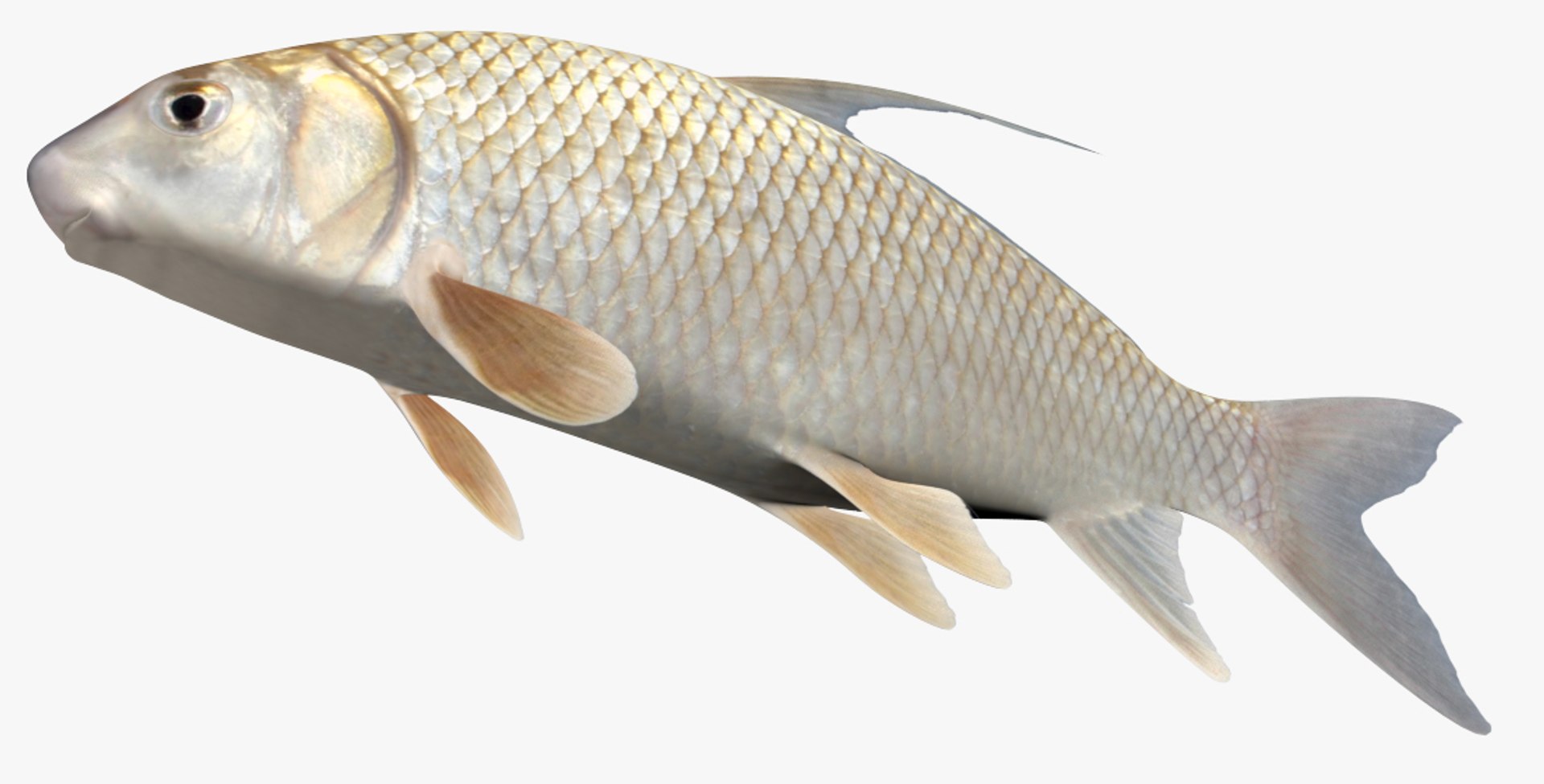3D Model Carp Collection - TurboSquid 1817209