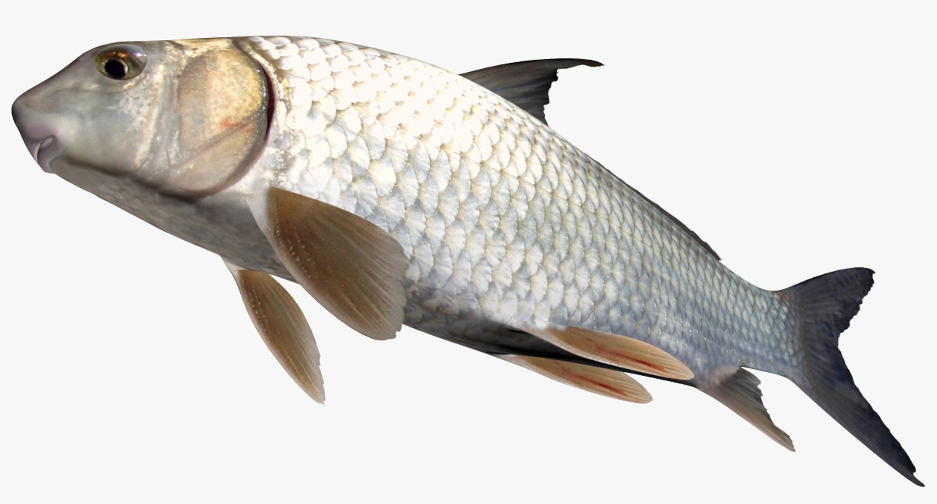 3D Model Carp Collection - TurboSquid 1817209