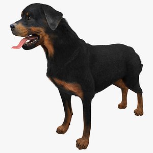 3D Rottweiler Models - Browse & Download Formats - TurboSquid