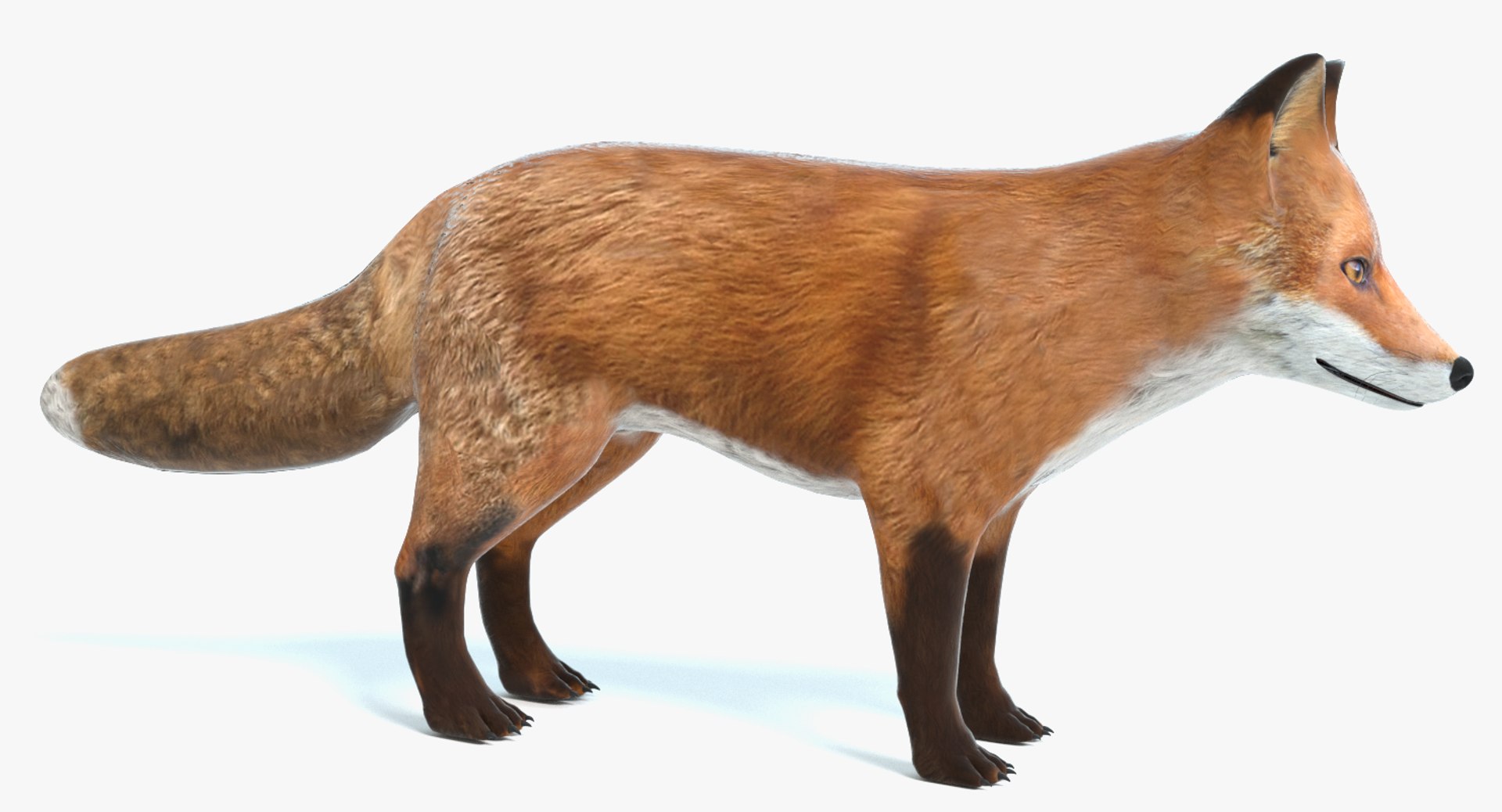 Fox 3D - TurboSquid 1166863