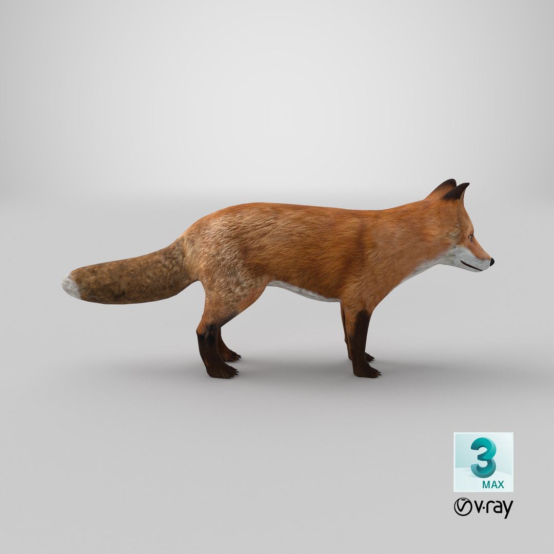 Fox 3D - TurboSquid 1166863
