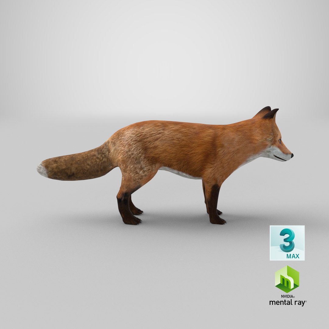 Fox 3D - TurboSquid 1166863