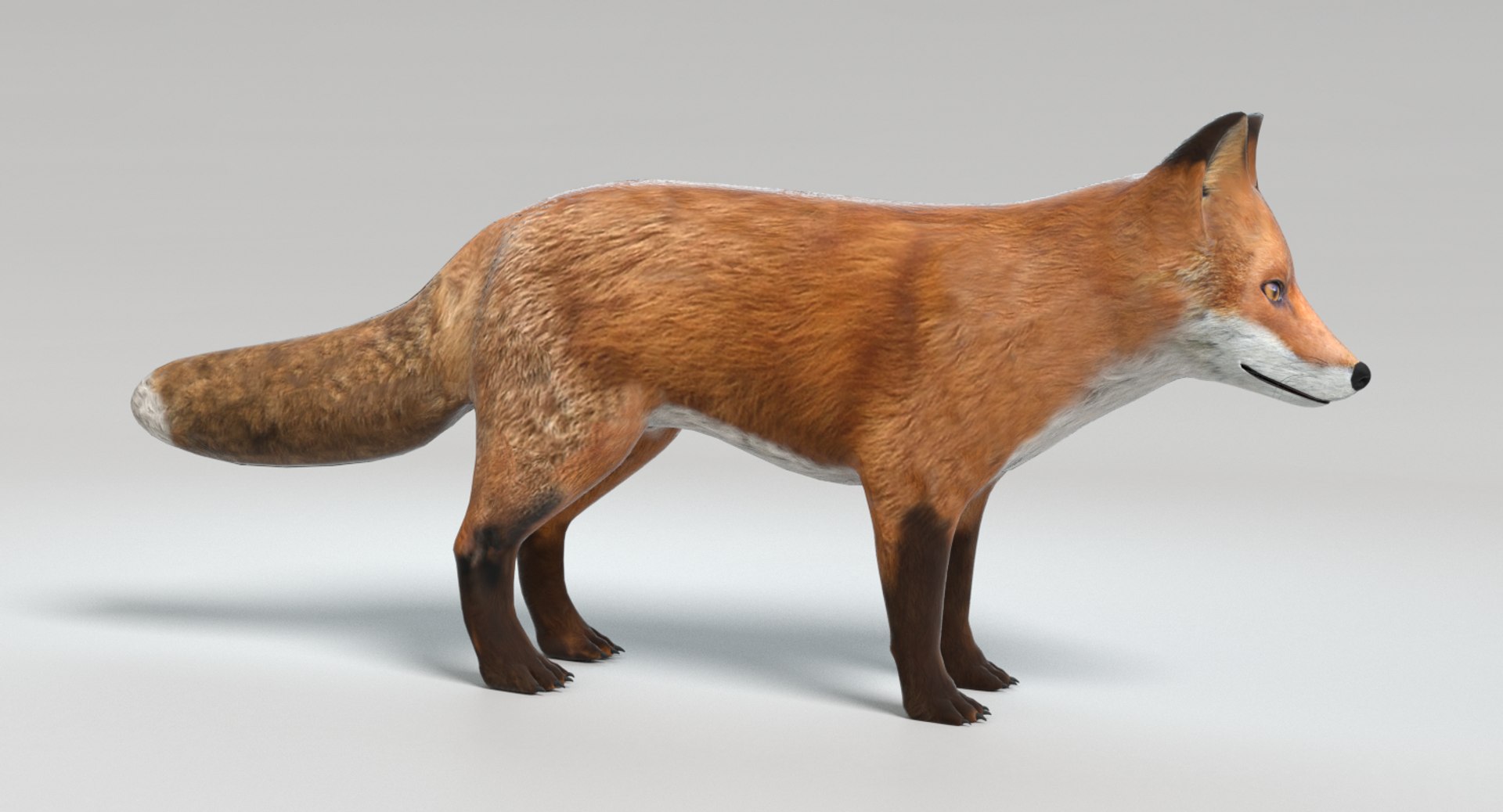 Fox 3D - TurboSquid 1166863