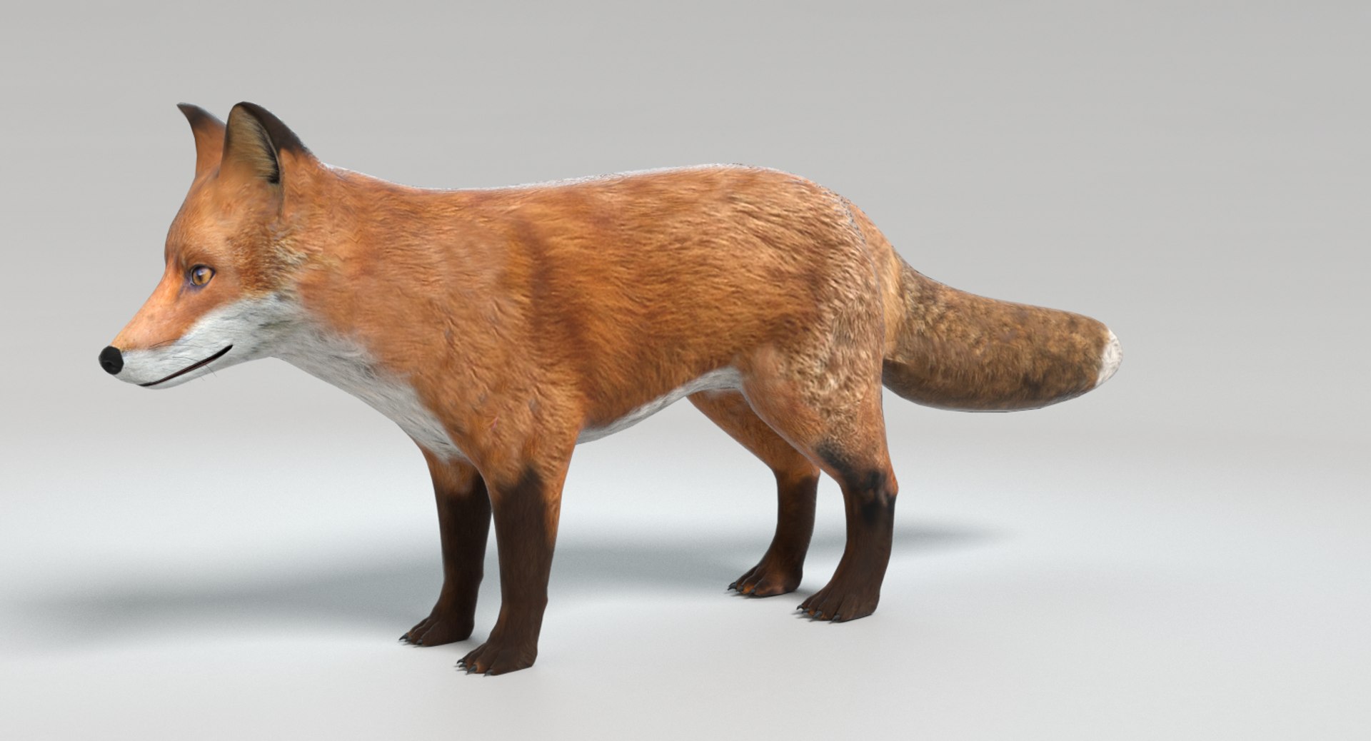 Fox 3D - TurboSquid 1166863