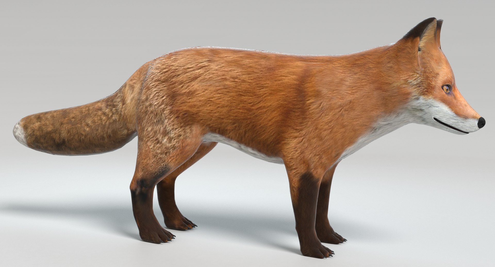 Fox 3D - TurboSquid 1166863