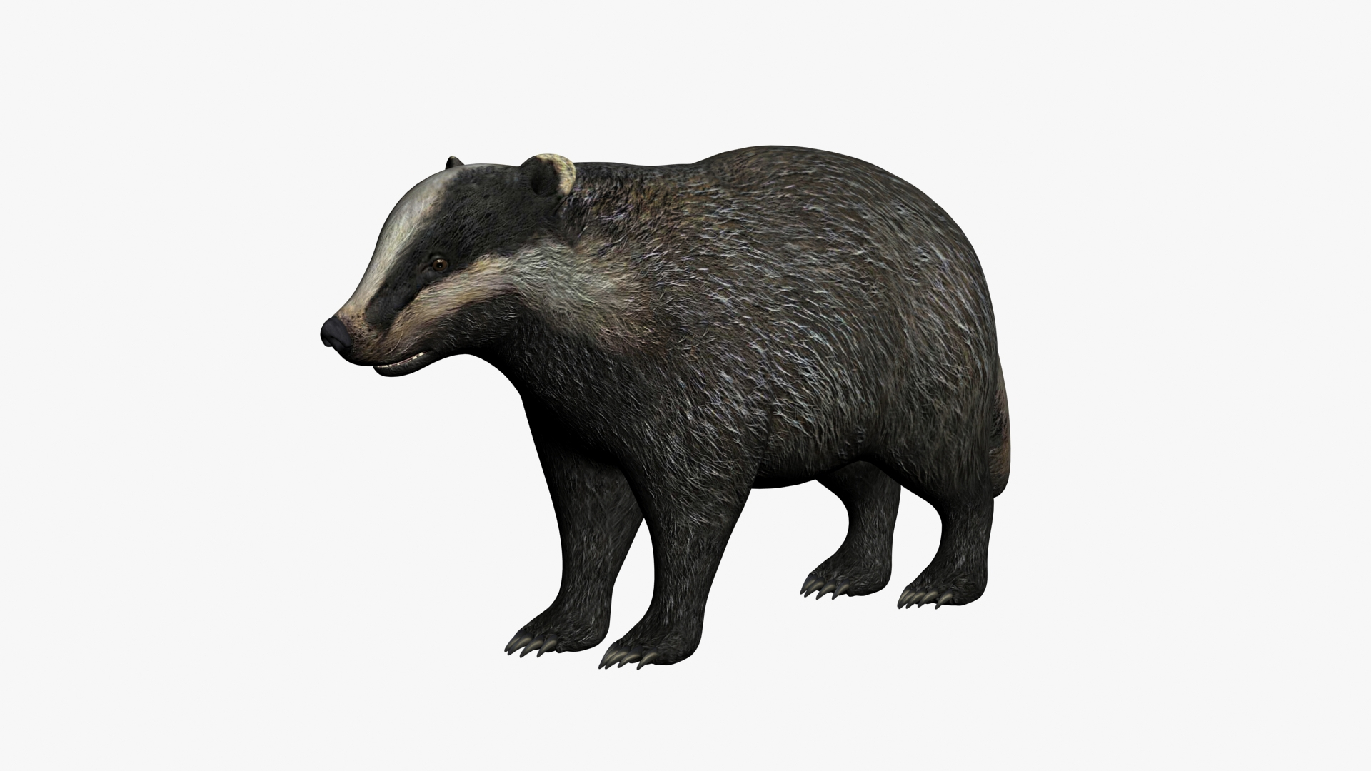 Badger 3D model - TurboSquid 1508560