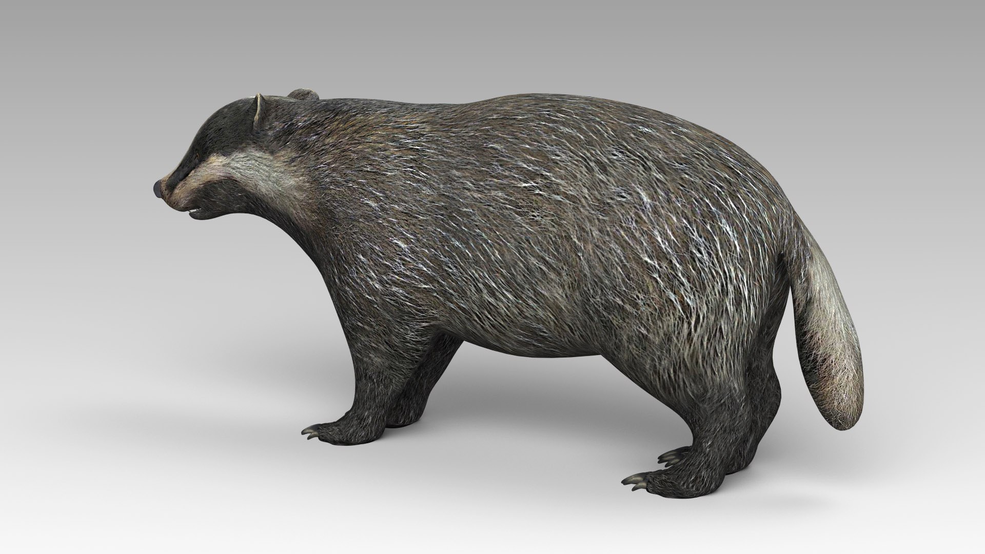 Badger 3D model - TurboSquid 1508560
