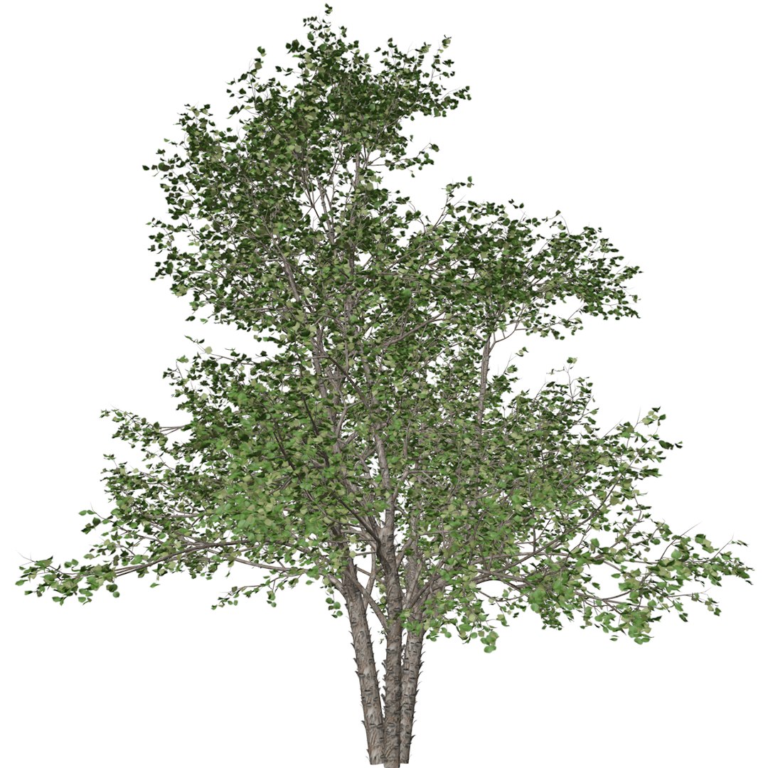 River Birch Tree Collection 3D Model - TurboSquid 2379094
