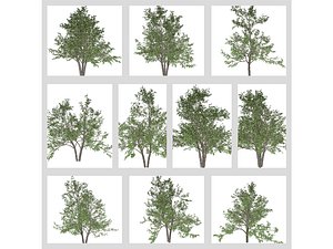 Birch 3D Models For Download | TurboSquid