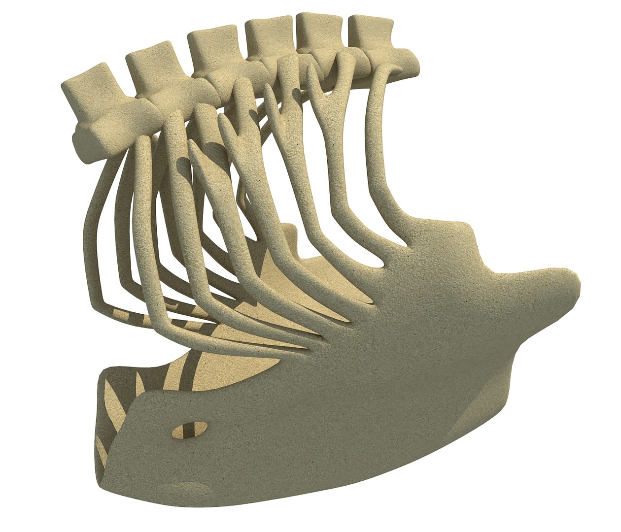 Bald Eagle Rib Cage 3D Model - TurboSquid 1178002
