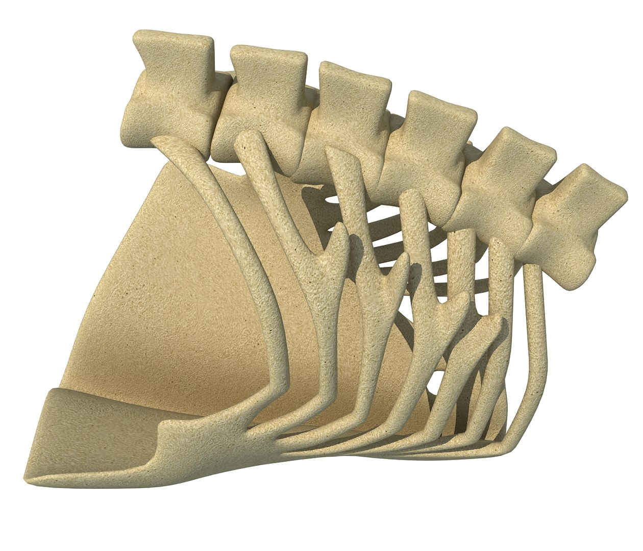 Bald Eagle Rib Cage 3D Model - TurboSquid 1178002