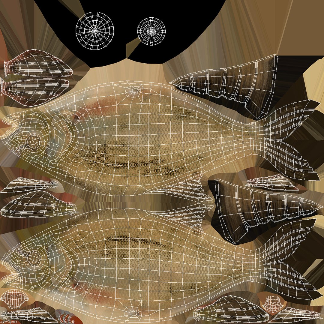 Abramis Brama 3D Model - TurboSquid 2157097