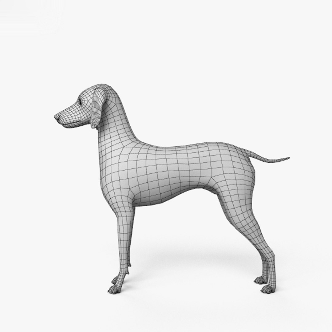 3D Poodle - TurboSquid 1484358