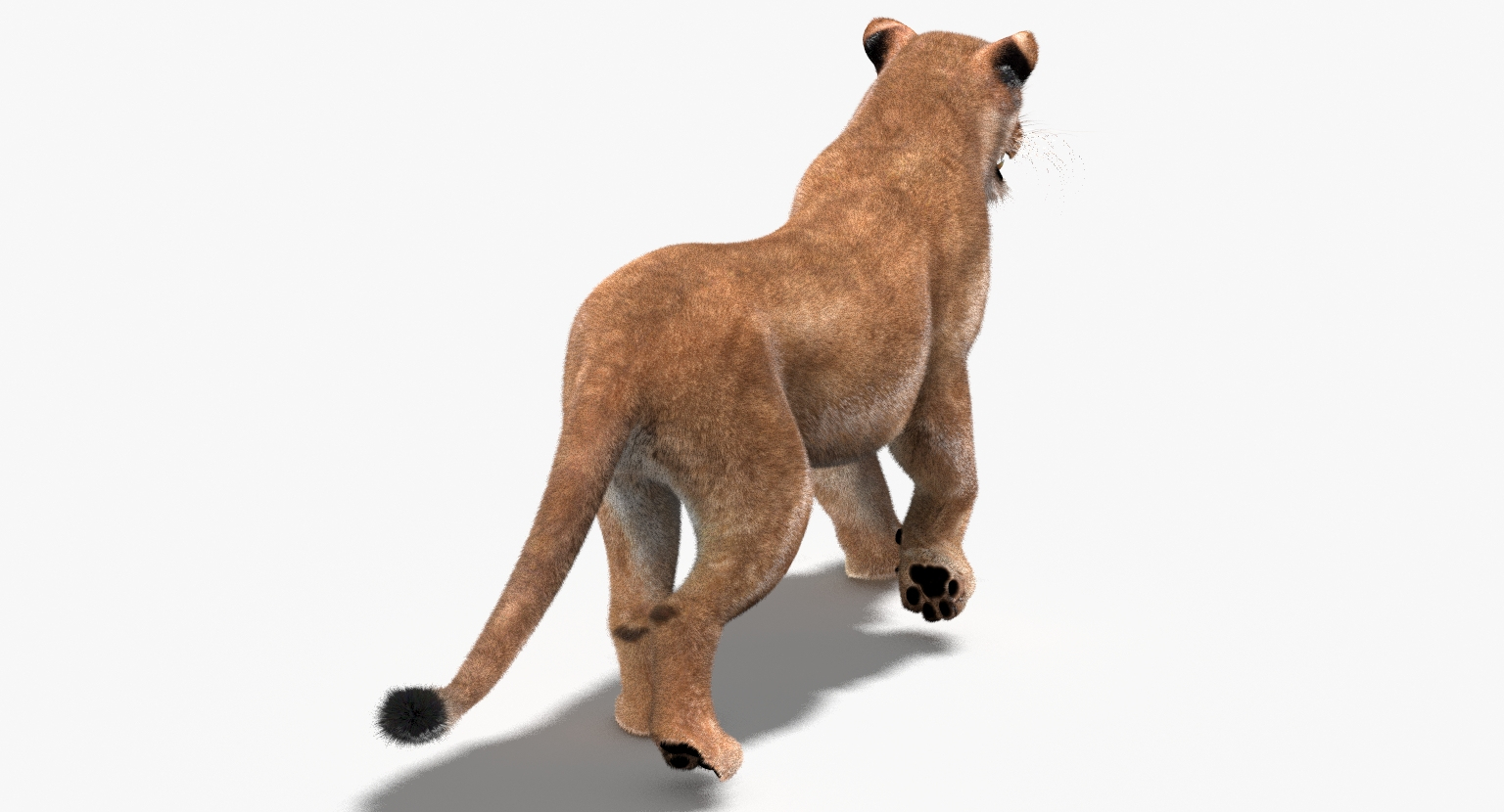 lioness fur rigging animation obj