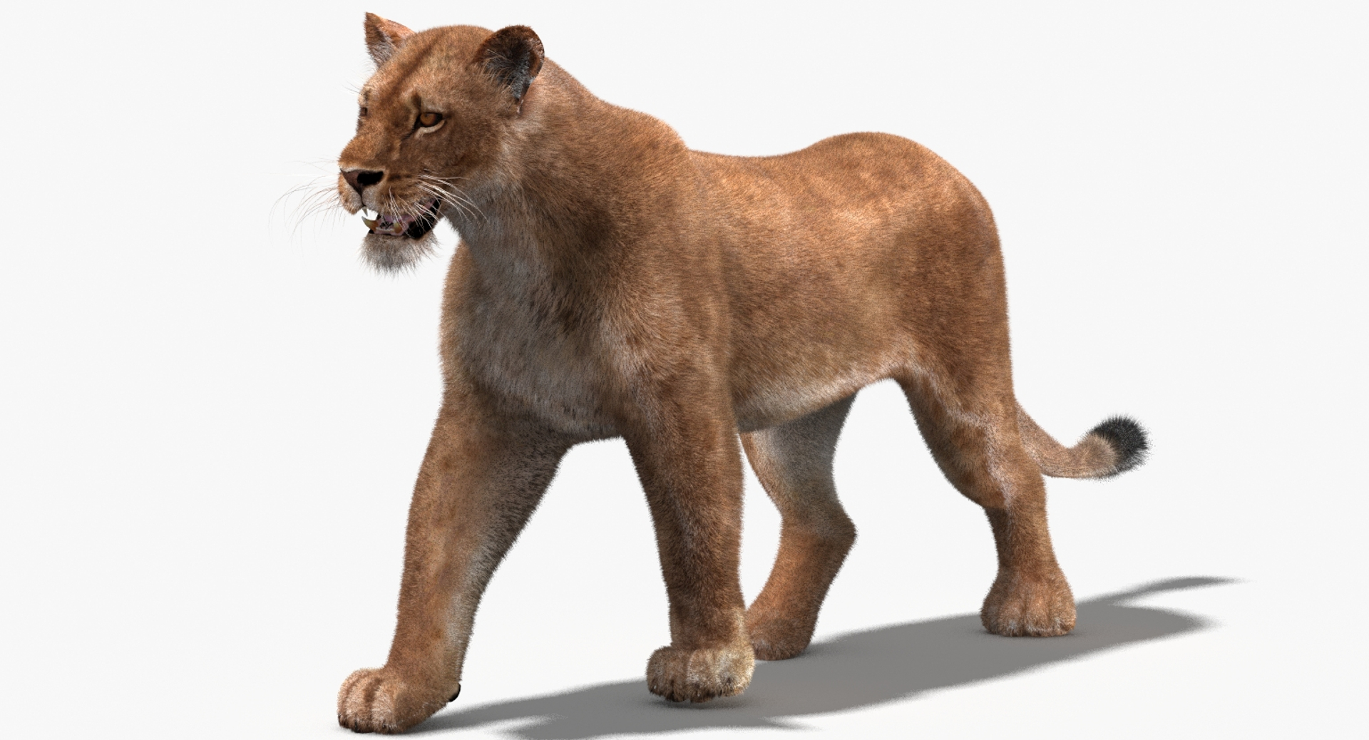 lioness fur rigging animation obj