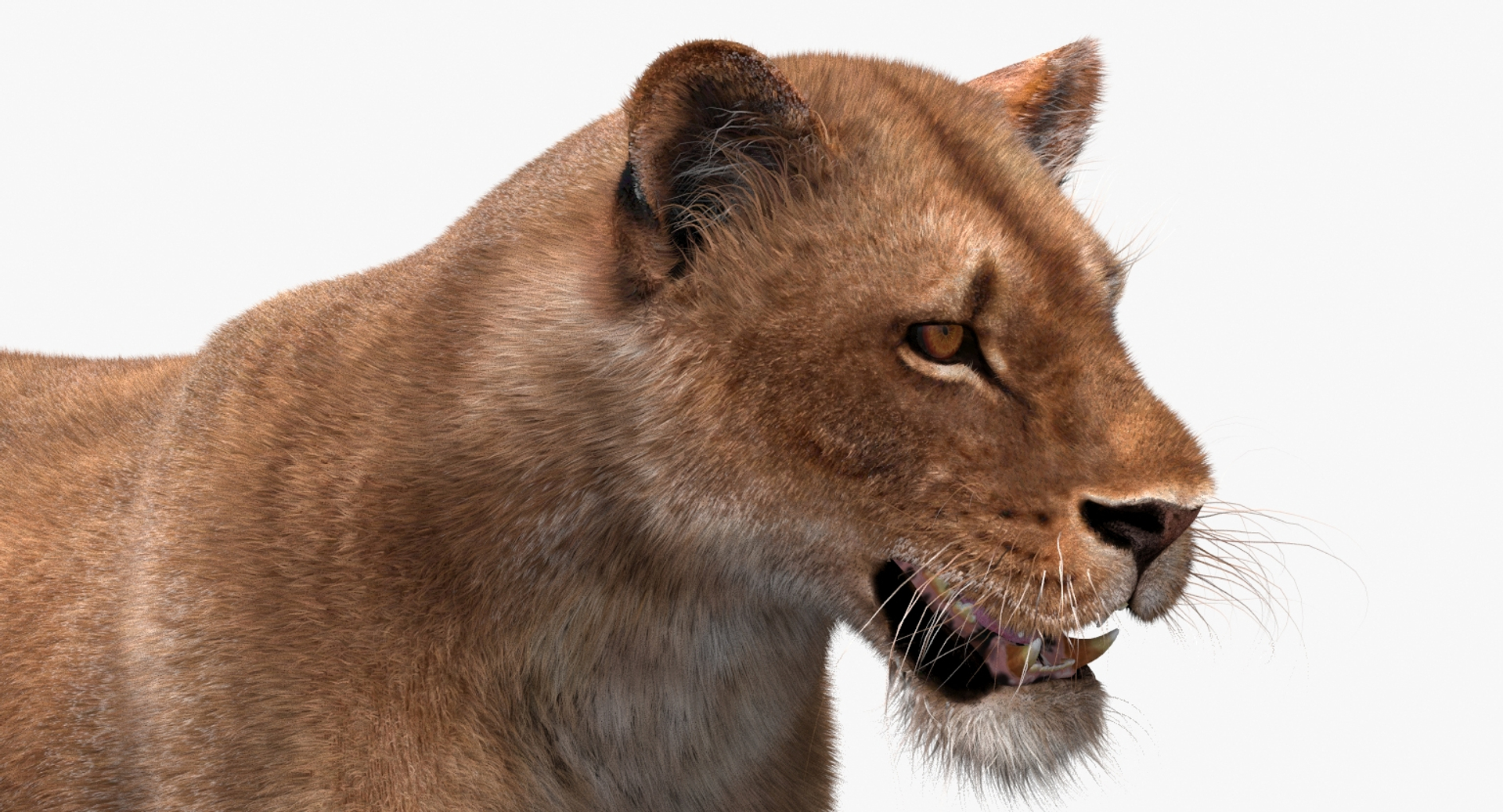 lioness fur rigging animation obj